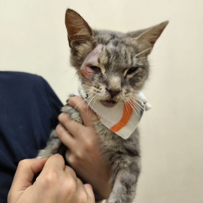 Кошка Сэнди