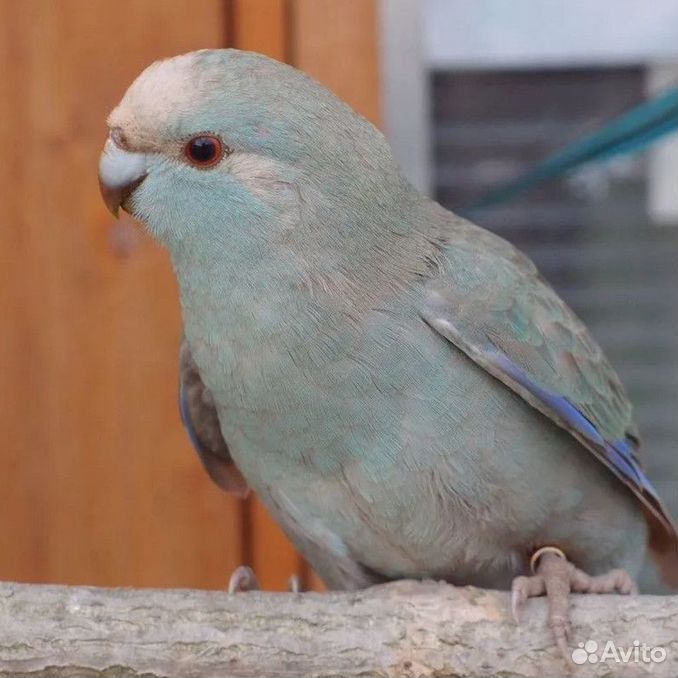 Какарик Голубой