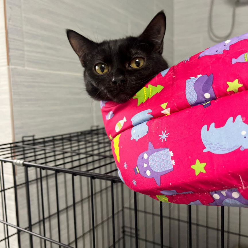 Котенок черная милота