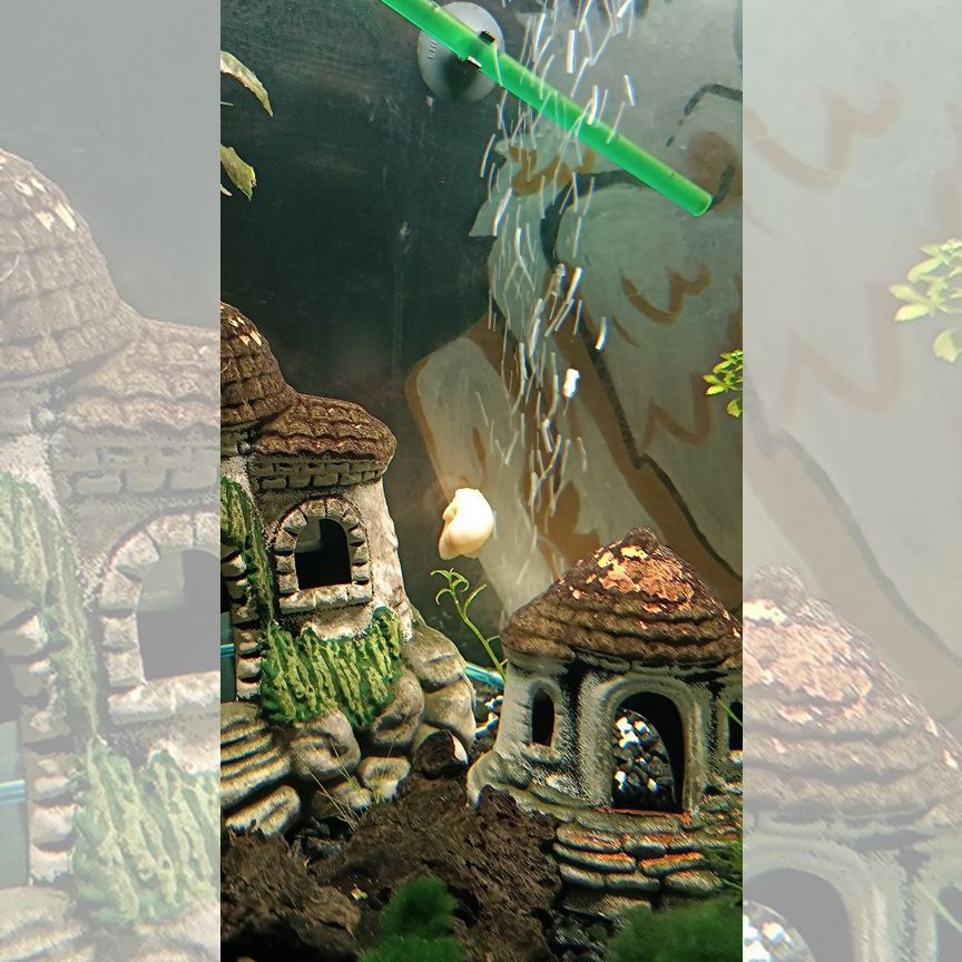 Улитки ампулярии белые