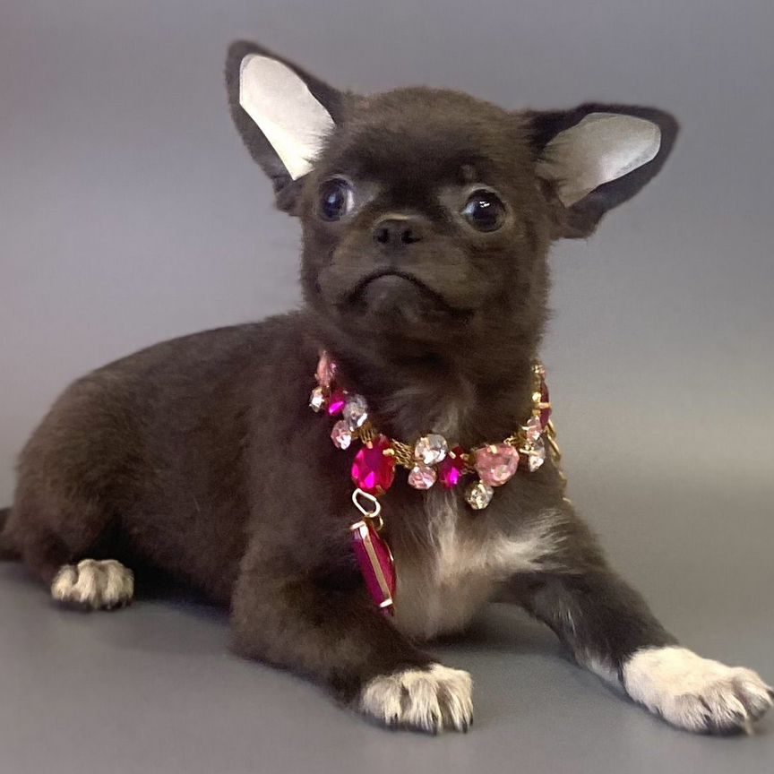 Чихуахуа, щенок