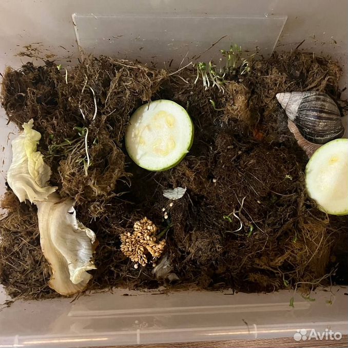 Улитка с контейнером бесплатно