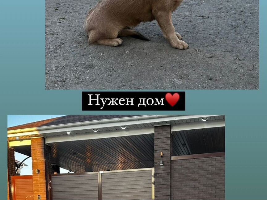 Щенки