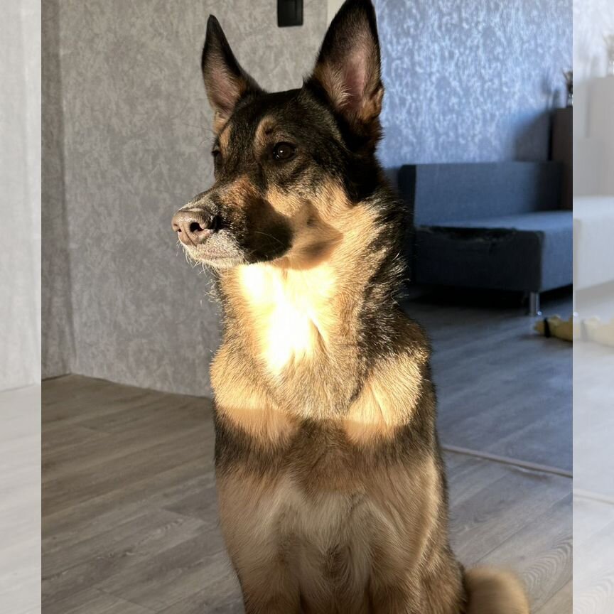 Взрослый пёс в добрые руки