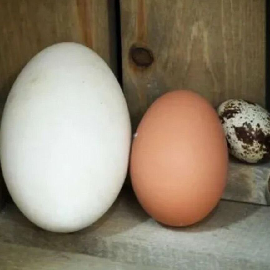 Домашние куриные гусиные яйца
