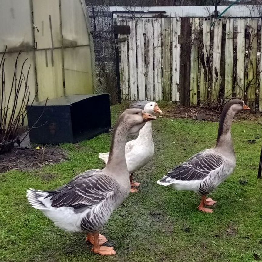 Холмогорские гуси