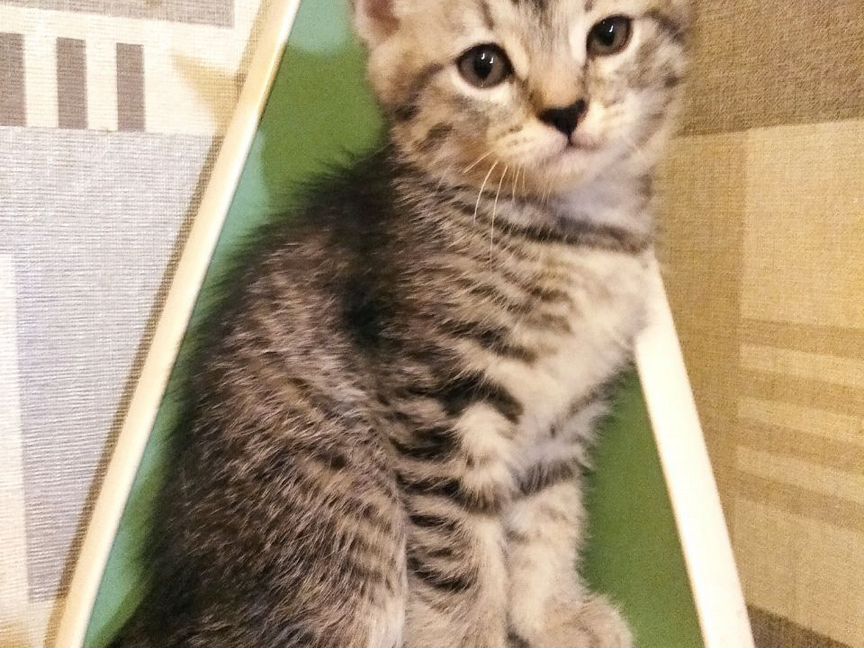 Котенок в добрые руки