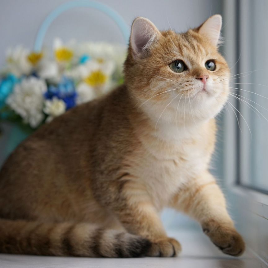 Золотой британский котик