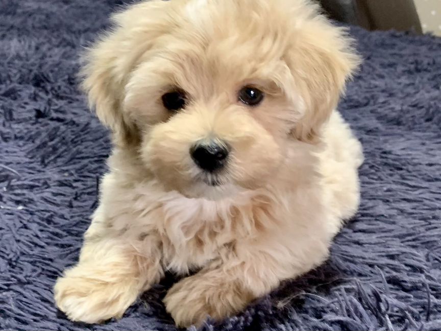 Карамельный мальчик мальтипу F1