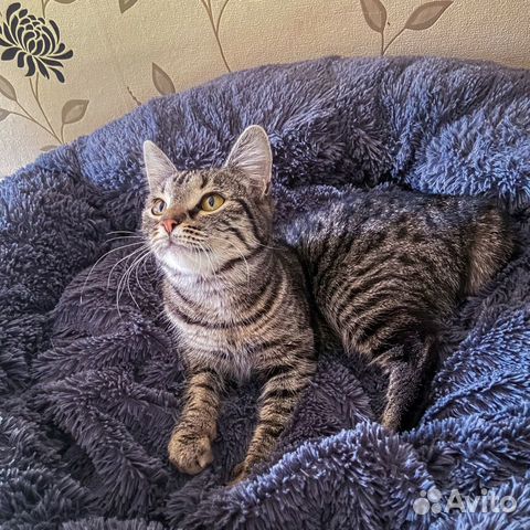 Лучшая кошка, рассказываем почему