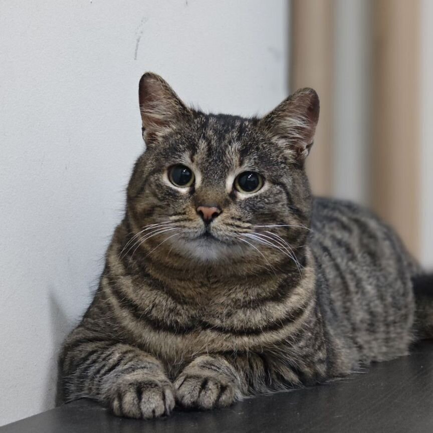 Кошечка табби в добрые руки