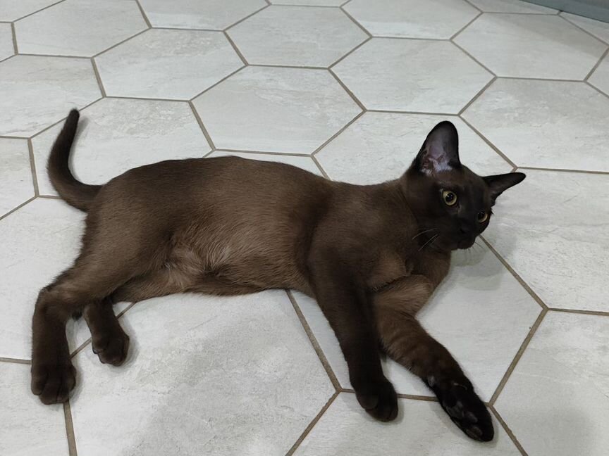 Кот бурманской пароды