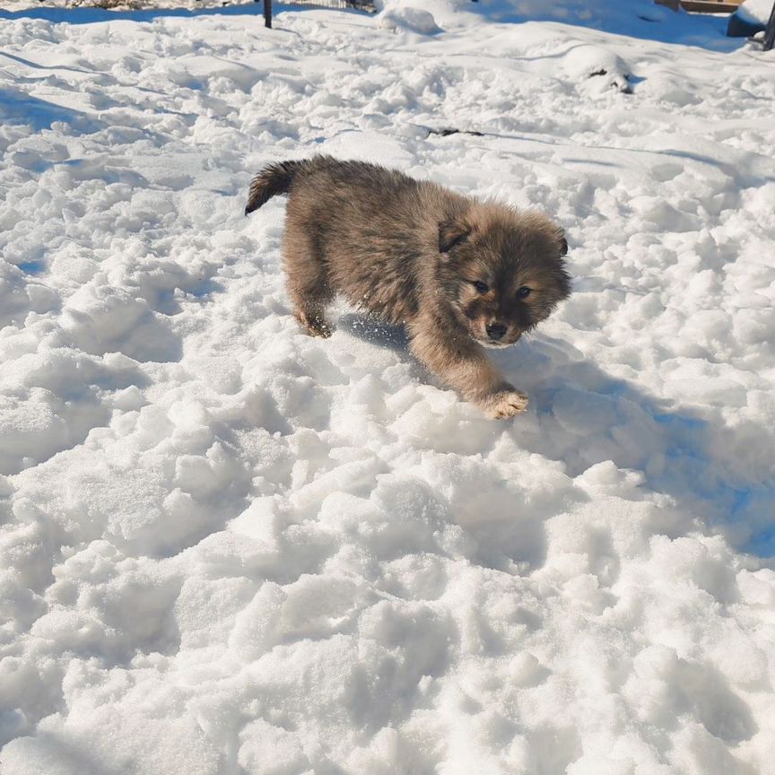 Отдам в добрые руки щенков Хаски