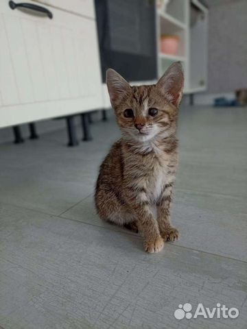 Котенок одноглазик девочка