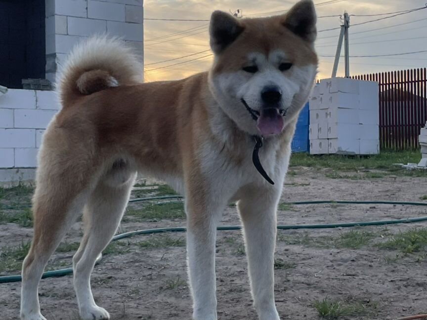 Акита ину вязка