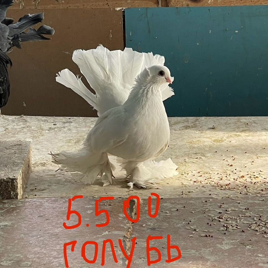 Статные голуби