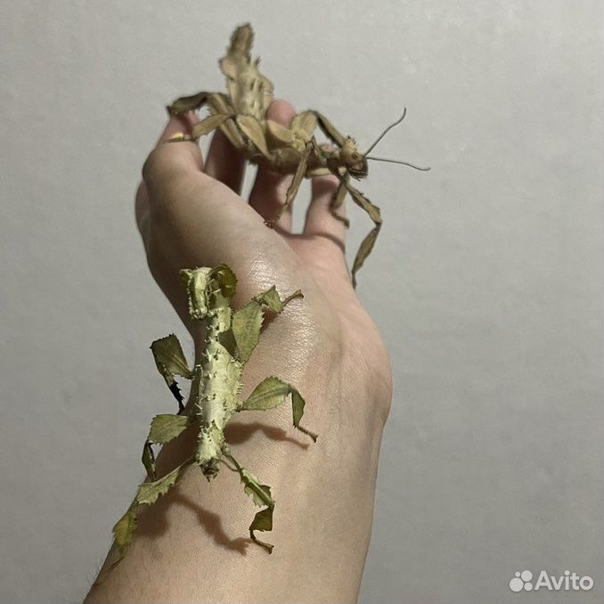 Яйца австралийского палочника