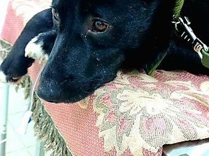 Красивая собака бесплатно