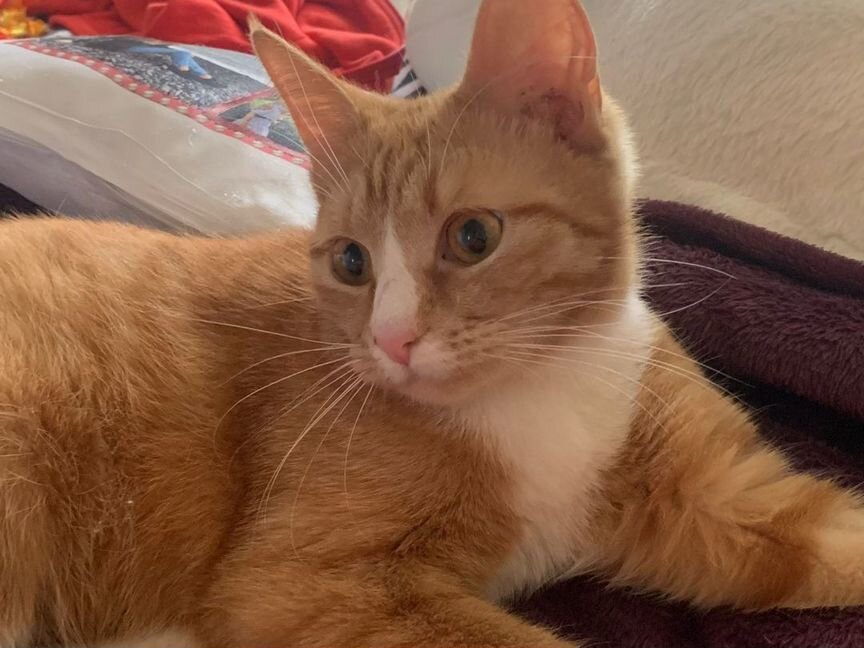 Рыжее счастье ищет дом