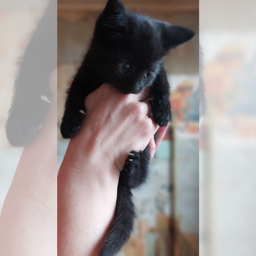 Котёнок в добрые руки