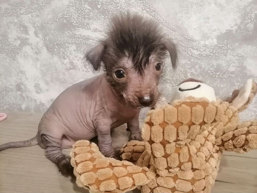 Ксолоитцкуинтли мексиканская голая