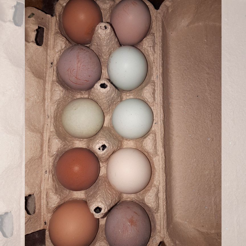 Инкубационное яйцо кур