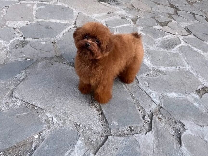 Жених тикап импорт Китай