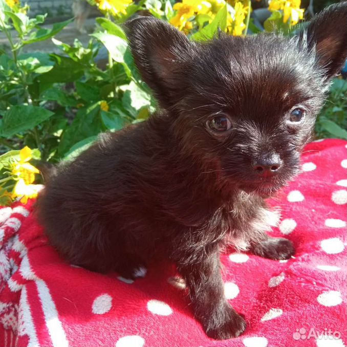 Щенок для души