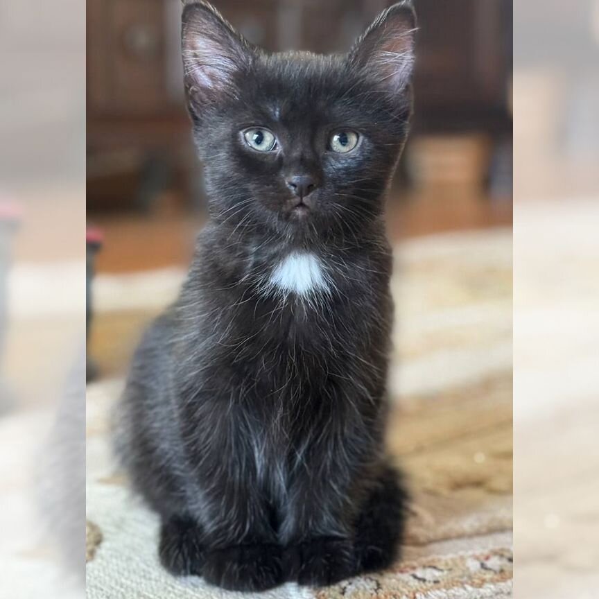 Котёнок в добрые руки