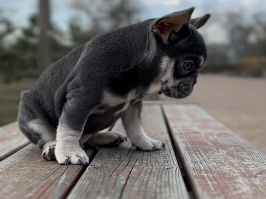 Французский бульдог