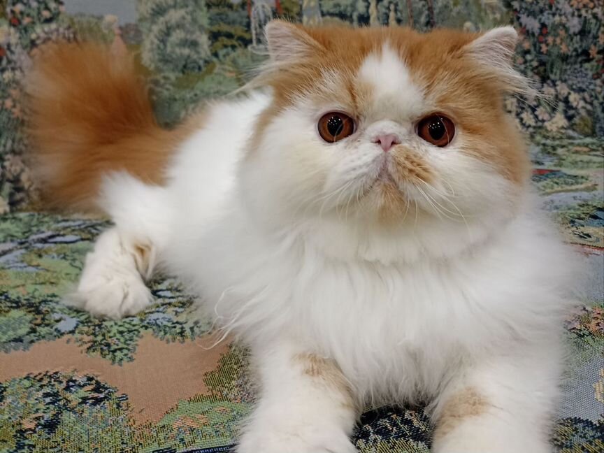 Просто Милаш и ласкун