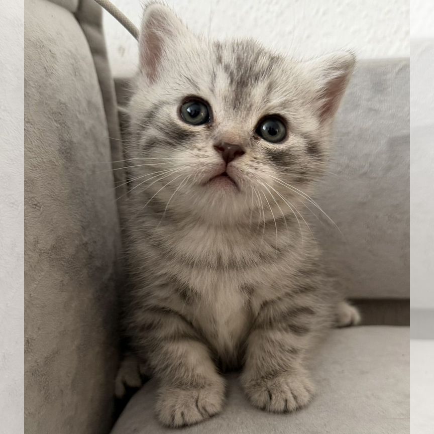 Шотландский прямоухий короткошёрстный котёнок
