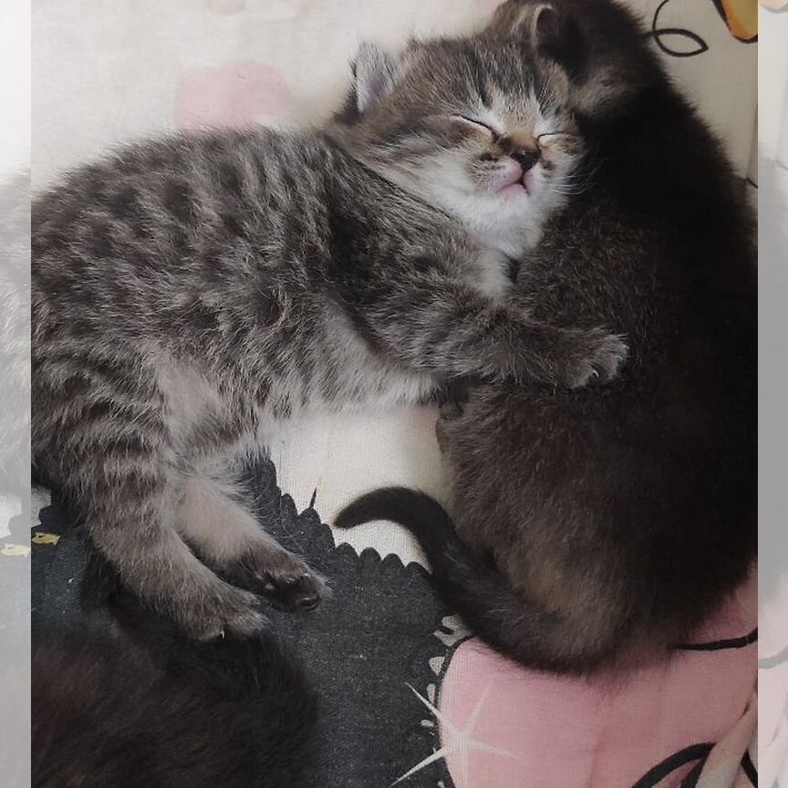 Шотландский вислоухий короткошёрстный котёнок