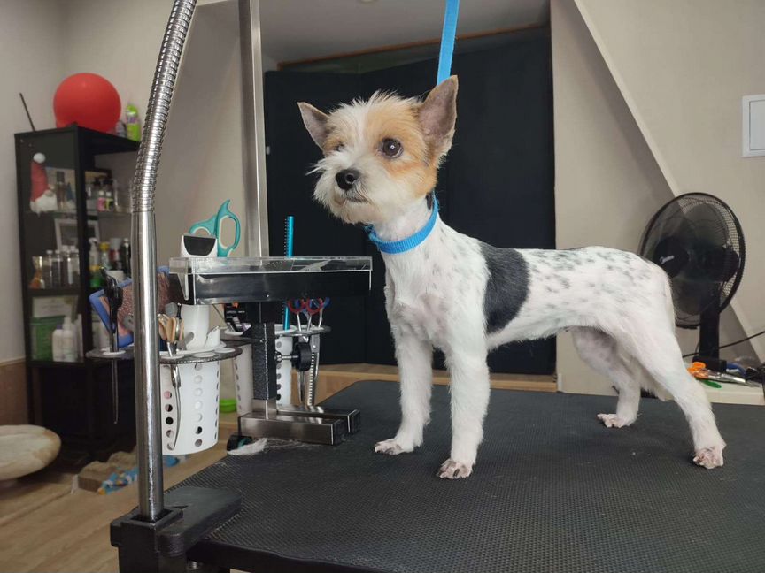 Ищет дом Йорк