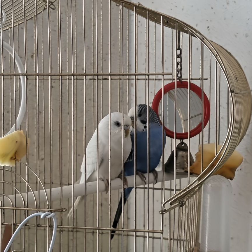 Волнистый попугай