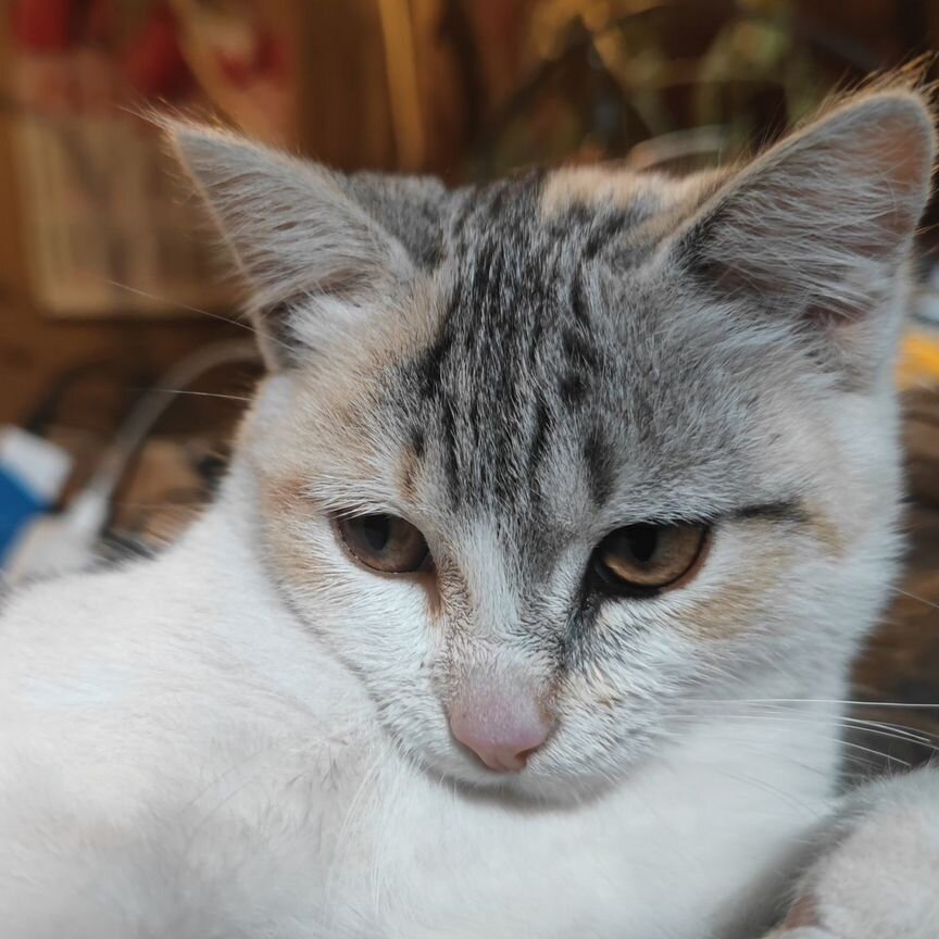 Котенок девочка