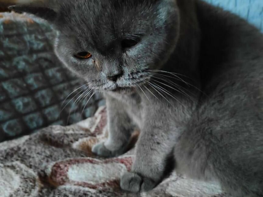 Британка Диана. Кошка в дар. Невезунчик