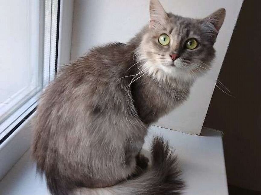 Кошка мышеловка 1,5 г, доставка