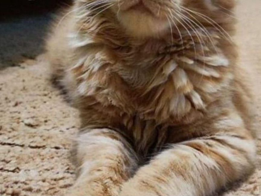 Котята мейн-кун рыжие