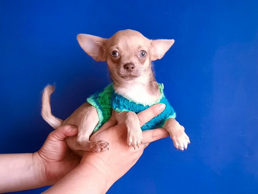 Чихуахуа,лиловая и рыжая, девочки