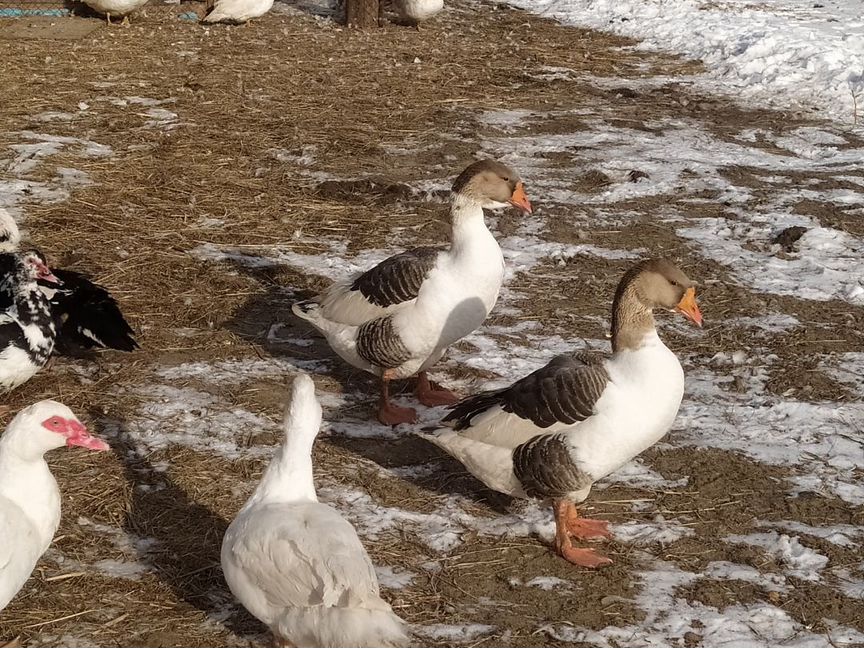 Продам гуся