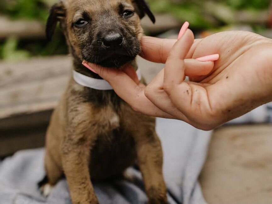 Щенок в добрые руки