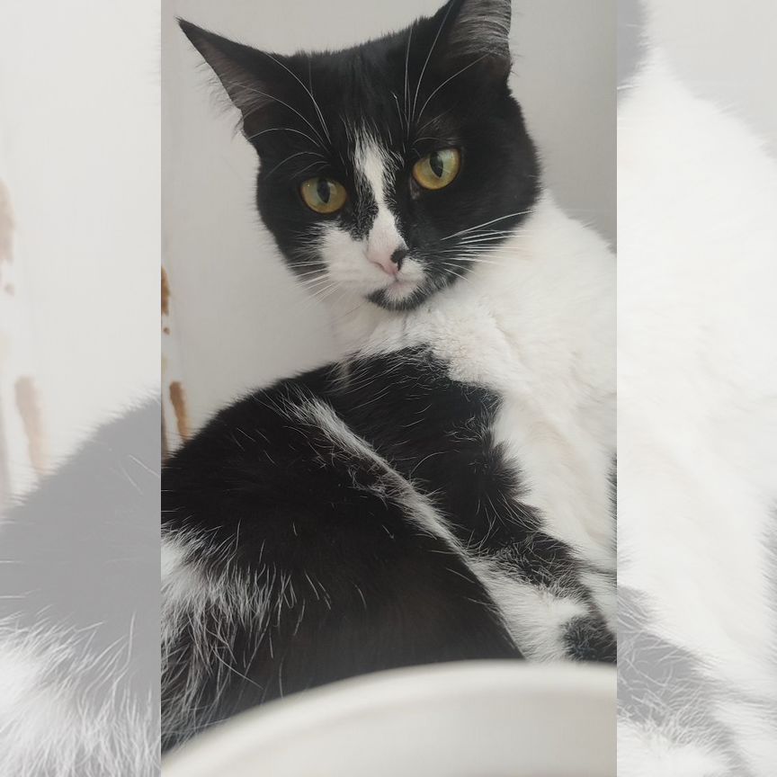 Кошка вязка