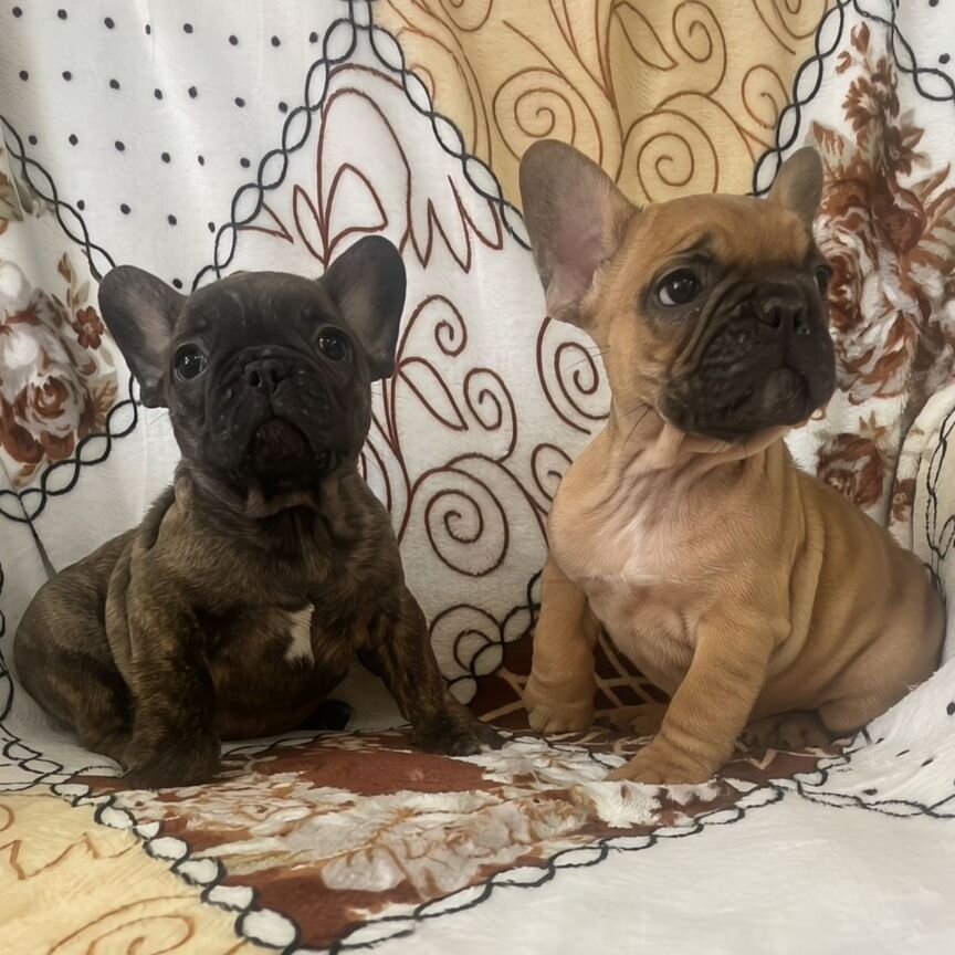 Французский бульдог, щенок