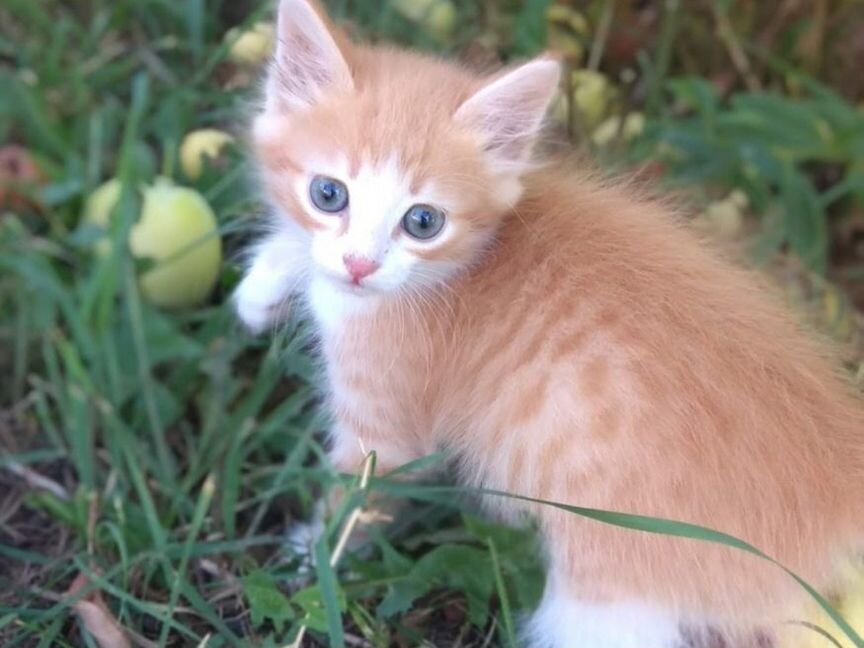 Кот