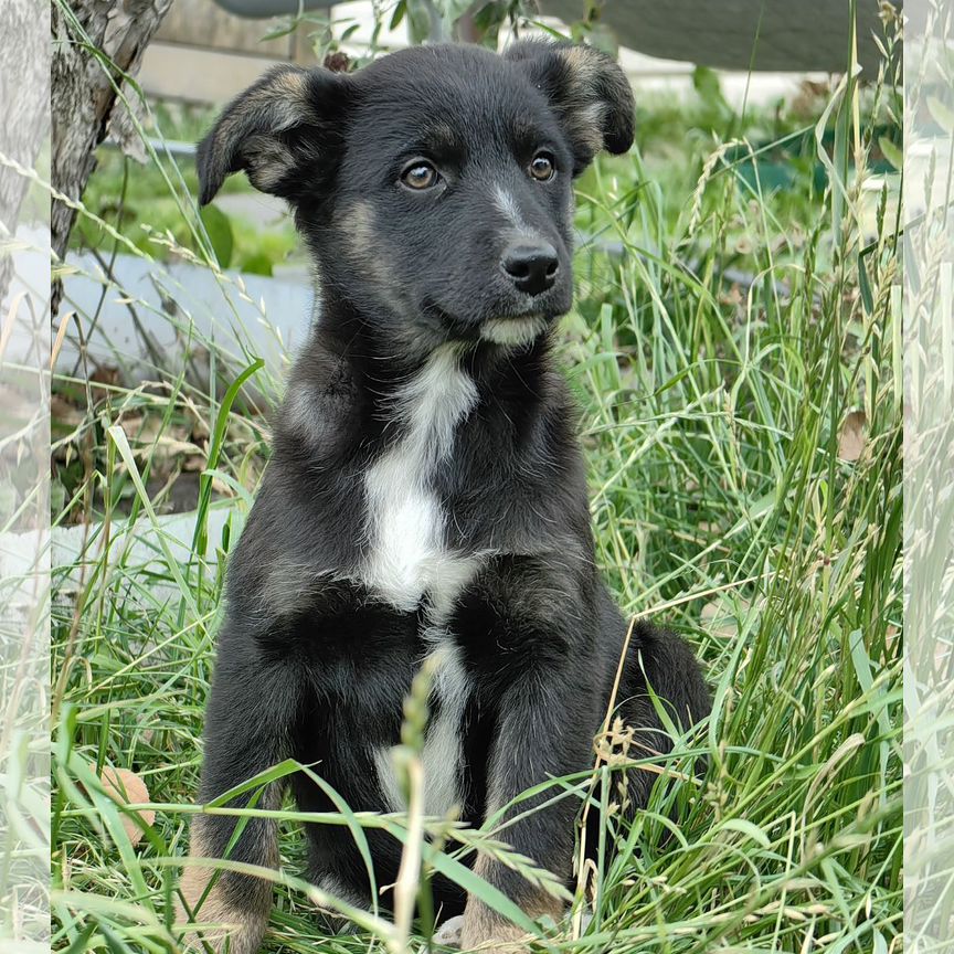 Щенок в добрые руки