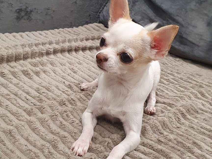 Вязка кобель чихуахуа мини