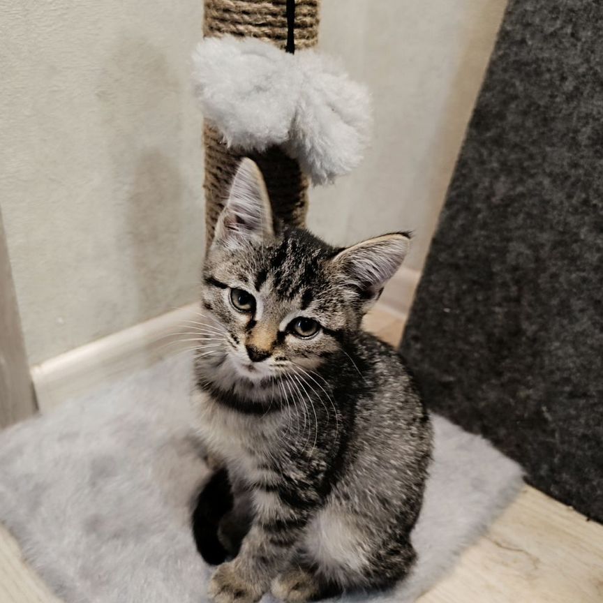 Котёнок девочка в добрые руки