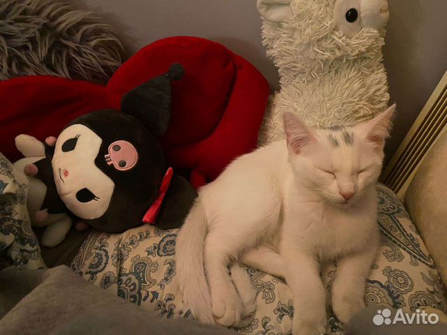 Котенок ручной в дар