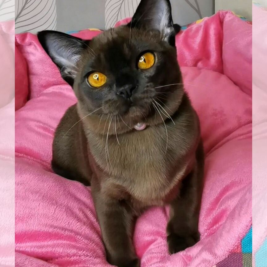 Европейский бурманский котёнок